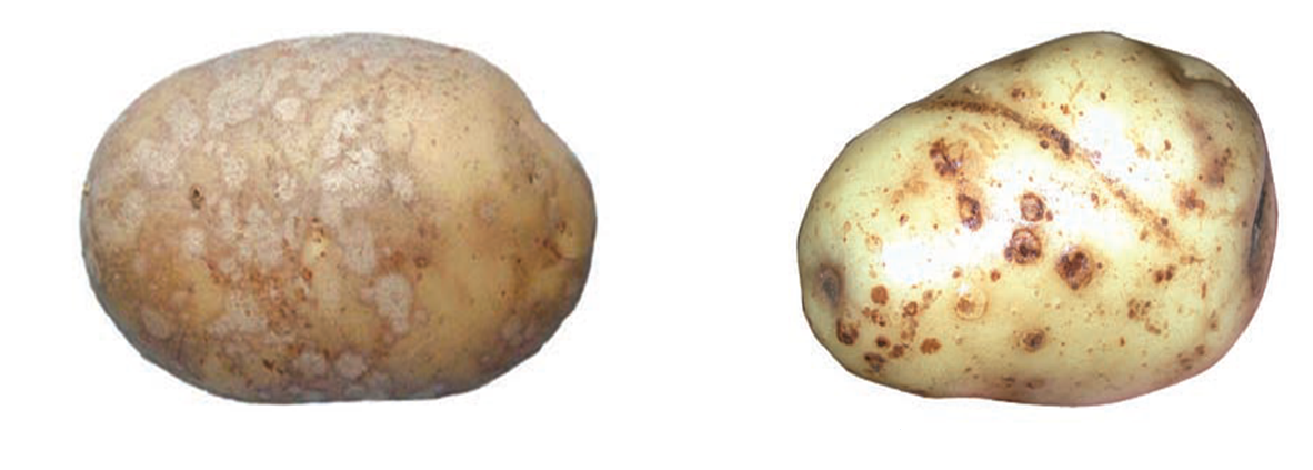 How to improve potato skin finish – ROS FARM