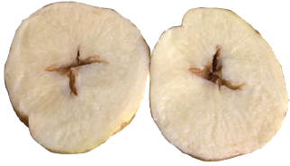 How to influence potato dry matter content – ROS FARM