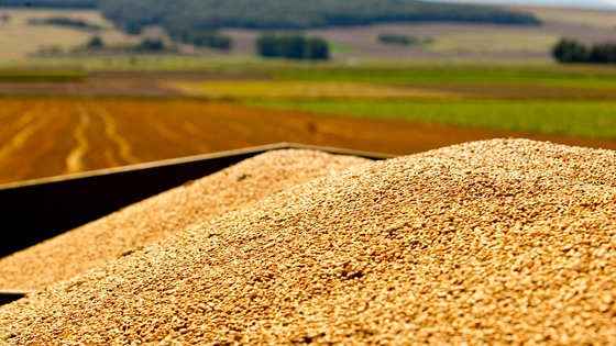 Grain nutrition benchmarking | Yara Ireland