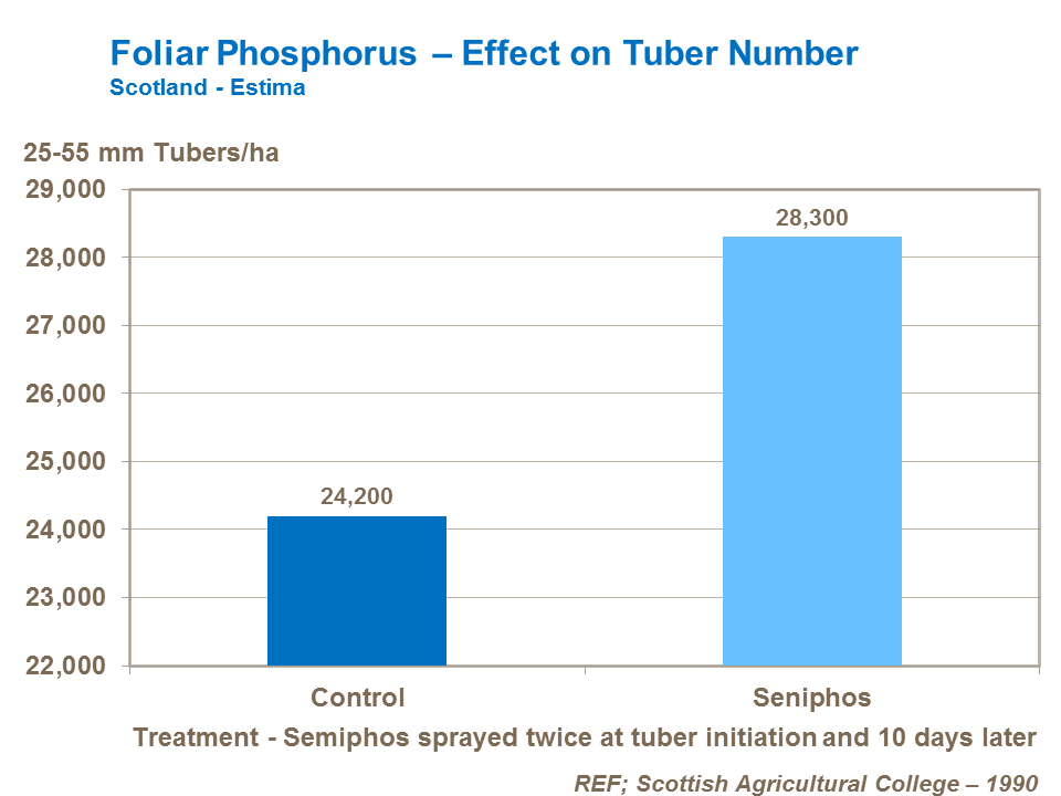 How to influence potato tuber numbers – ROS FARM